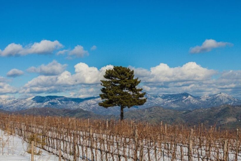 Linguaglossa: Wine Tasting Experience at Etna Nord - The Value of the Experience