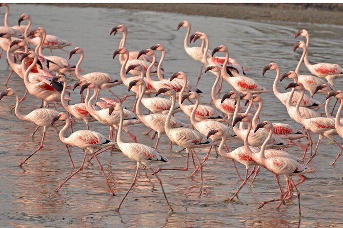 Lio Piccolo: Flamingos & Birdwatching Bike Tour in the Lagoon - Key Points