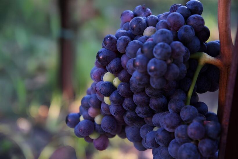 Lipari: Winery Guided Tour and Wine Tasting - A Detailed Look at the Lipari Winery Tour