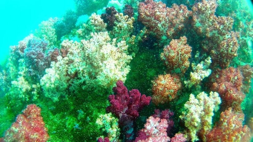 Lipe Private Snorkelinge Outside Zone By Long Tail Boat - Key Points