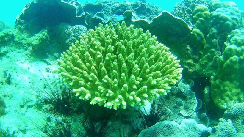 Lipe Private Snorkelinge Outside Zone By Long Tail Boat - Who Is This Tour Best For?
