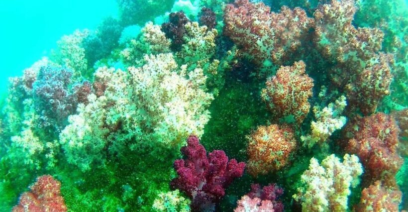 Lipe Private Snorkelinge Outside Zone By Long Tail Boat - The Sum Up