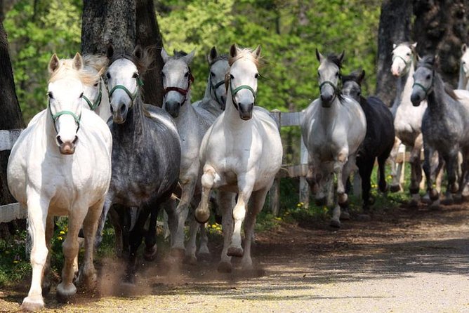 Lipica Stud Farm and Skocjan Caves from Koper - Final Thoughts