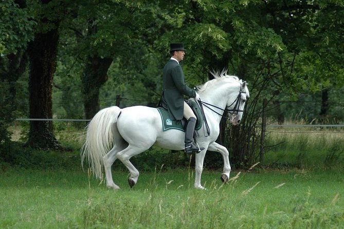 Lipica Stud Farm- Private Experience from Koper - The Value of the Guided Tour