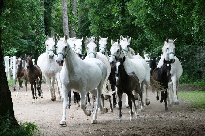 Lipica Stud Farm- Private Experience from Koper - Who Will Love This Tour?