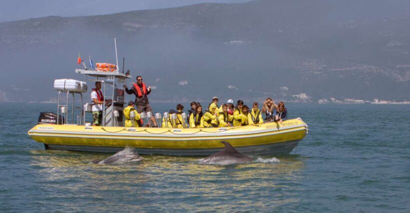 Lisbon: Arrábida Natural Park Dolphin Watching Boat Tour - Key Points