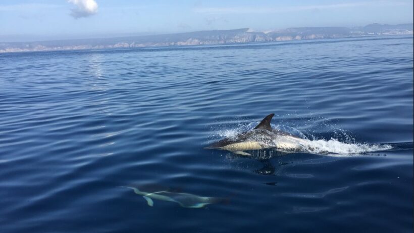 Lisbon: Arrábida Natural Park Dolphin Watching Boat Tour - What to Expect From the Tour