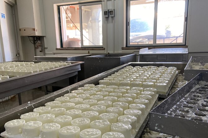 Lisbon Cheese Factory Visit, Wine Tasting and Tile Painting Tour - Who Will Love This Tour?