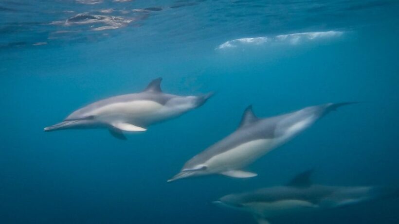 Lisbon: Dolphin Watching Boat Tour with Welcome Coffee - Practical Details and Tips