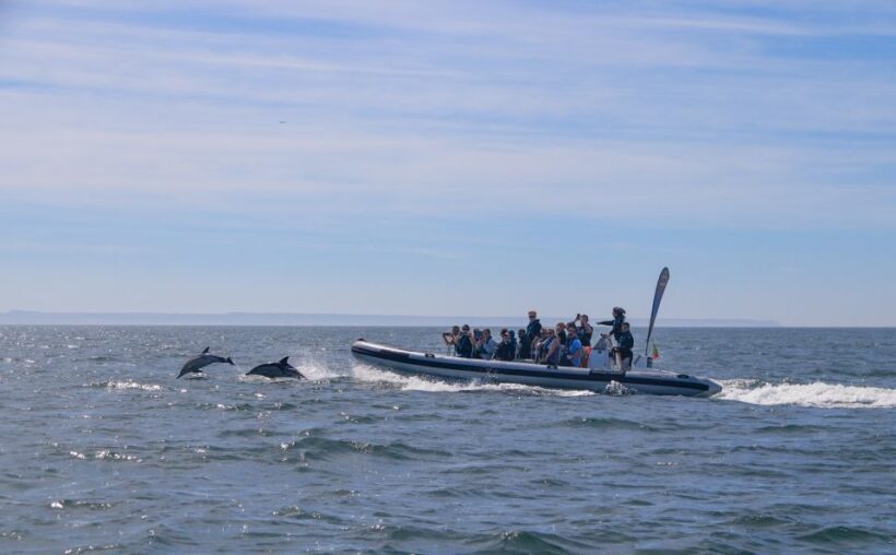 Lisbon: Dolphin Watching Boat Tour with Welcome Coffee - Who Should Consider This Tour?