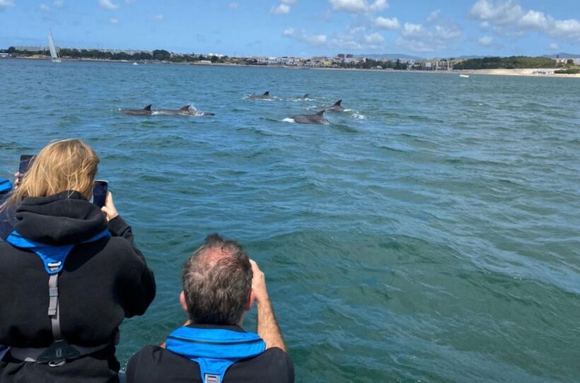 Lisbon: Dolphin Watching Boat Tour with Welcome Coffee - The Sum Up