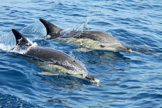 Lisbon Dolphin Watching with a Marine Biologist in a Small Group - Authentic Reviews and What They Reveal