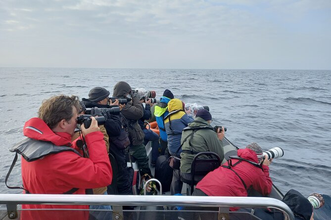 Lisbon Dolphin Watching with a Marine Biologist in a Small Group - FAQ