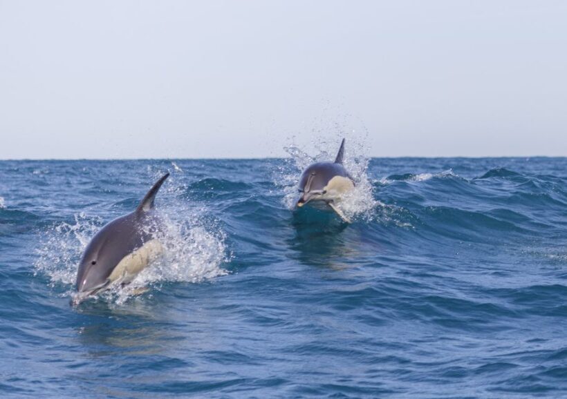 Lisbon: Dolphin Watching with Marine Biologist - Key Points