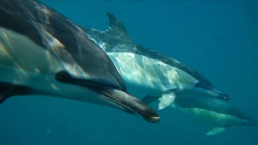 Lisbon: Dolphin Watching with Marine Biologist - The Experience and Its Value