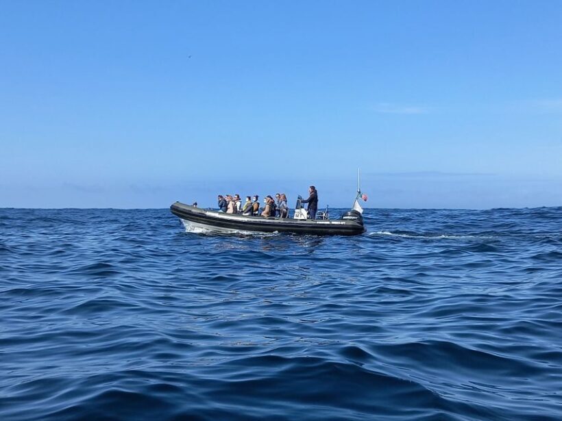 Lisbon: Dolphin Watching with Marine Biologist - Authenticity and the Human Side