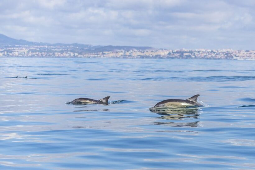 Lisbon: Dolphin Watching with Marine Biologist - Practical Tips for Booking and Participating
