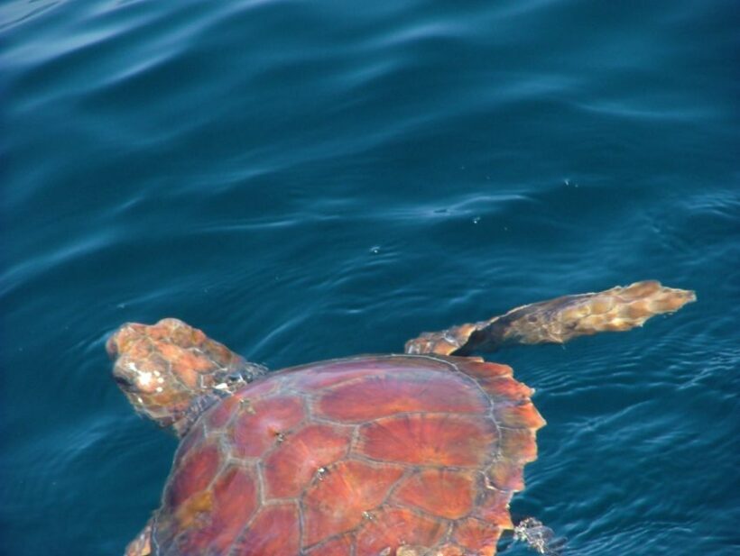 Lisbon: Dolphin Watching with Marine Biologist - Final Thoughts: Who Will Love This Tour?