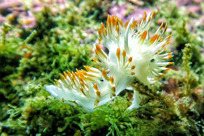 Lisbon Eco-Try Dive - Diving Baptism - Schedule and Booking Details