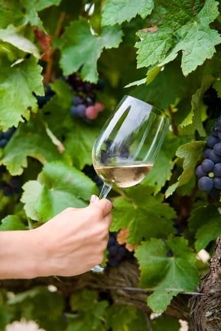 Lisbon: Full-Day Wine Tasting Tour in Setúbal ALL INCLUSIVE - Practical Details and Logistics