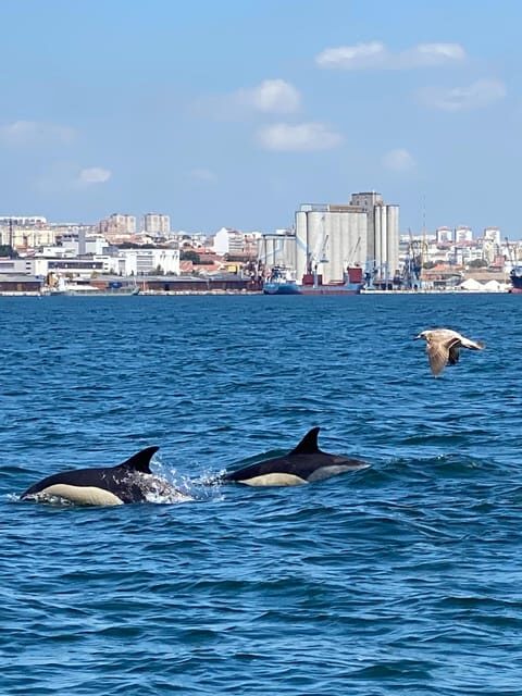 Lisbon: MAAT Entry Ticket & Dolphin Watching Boat Tour - Practical Details and Considerations
