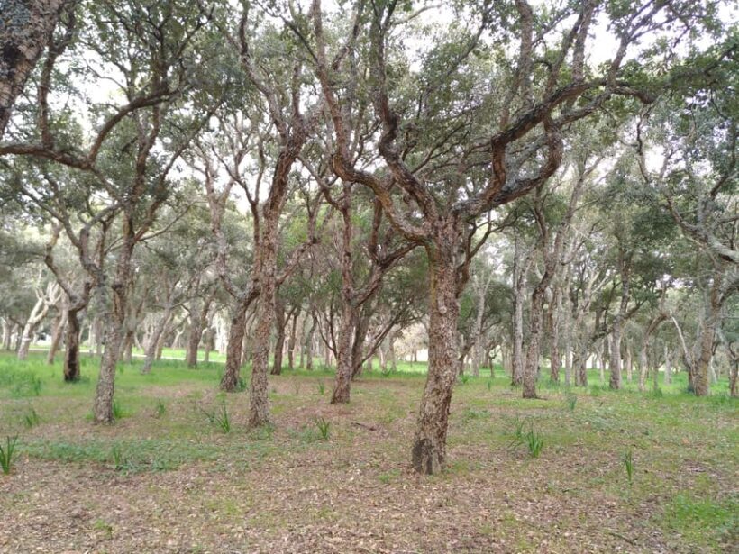 Lisbon: Mafra Palace, Sobreiro, and Ericeira Day Trip - Who Should Consider This Tour?