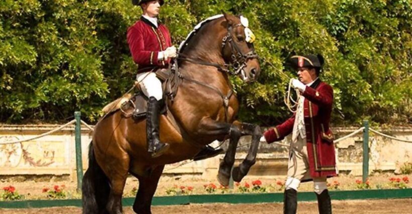Lisbon: Morning of Equestrian Art with Lusitano Horses - The Practicalities: Logistics, Timing, and Tips