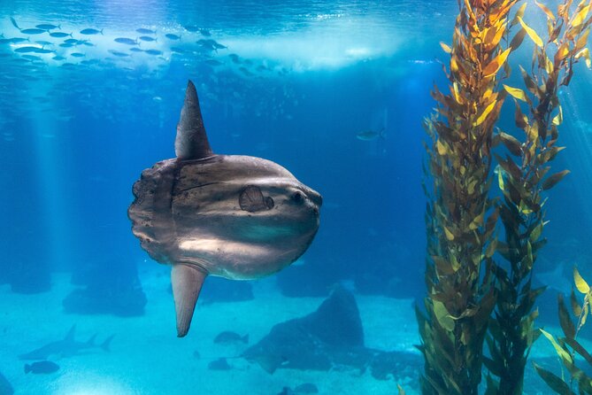 Lisbon Oceanario: Aquarium Entrance Ticket - Accessibility and Visitor Amenities
