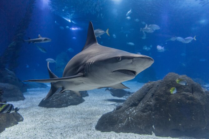 Lisbon Oceanario: Aquarium Entrance Ticket - Enhancing the Visitor Experience