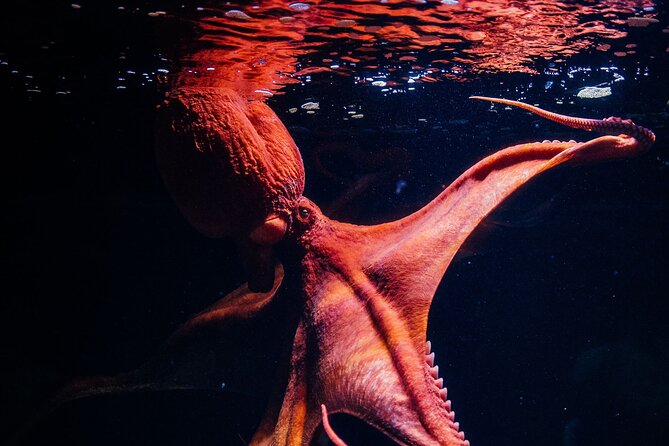 Lisbon Oceanario: Aquarium Entrance Ticket - Planning Your Visit to the Oceanarium