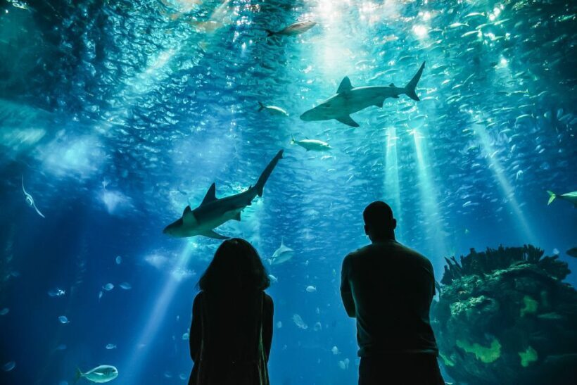 Lisbon: Oceanário de Lisboa Entrance Ticket - FAQ