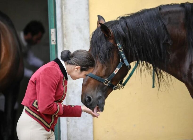 Lisbon: Portuguese Riding School Trainig with Lusitano Horse - FAQ