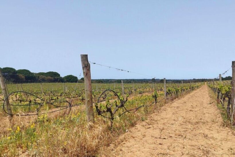 Lisbon: Private Full Day Evora & Alentejo Wine Tour - Who Should Consider This Tour?