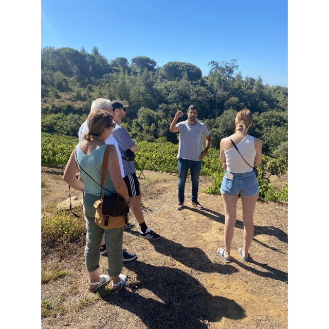 Lisbon: Private Full-Day Wine Tour with Driver - A Personal Look at the Experience