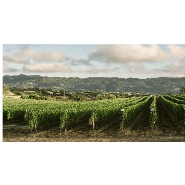 Lisbon: Private Full-Day Wine Tour with Driver - Value and Considerations