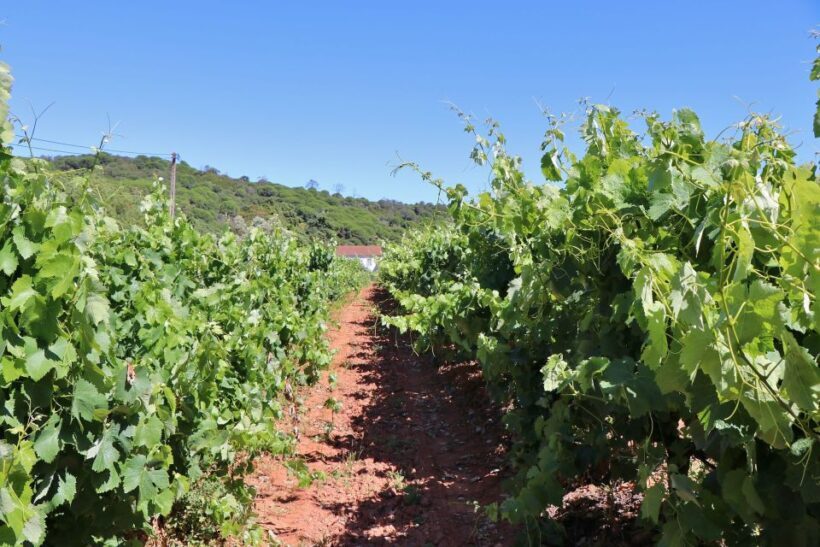 Lisbon Private Setúbal Region Wine Tasting Tour - Scenic Vistas and Cultural Context