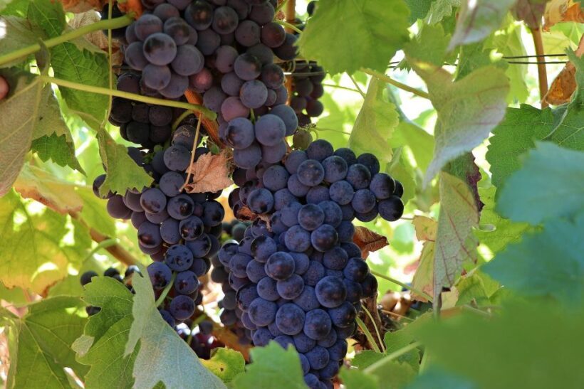 Lisbon Private Setúbal Region Wine Tasting Tour - Who Will Love This Tour?