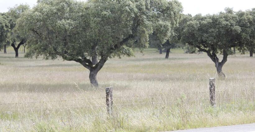 Lisbon: Private Tour to Évora and Cork Factory - Discovering Évora and Cork: A Detailed Look at the Private Tour from Lisbon
