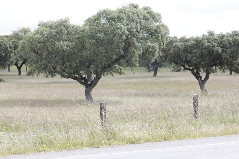 Lisbon: Private Tour to Évora and Cork Factory - What’s Included and What’s Not