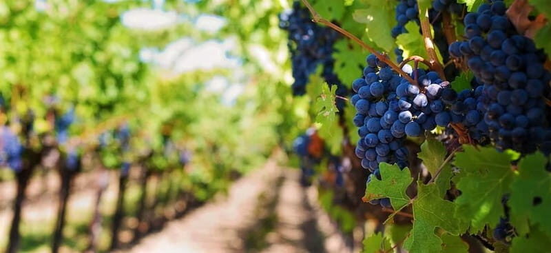 Lisbon: Setúbal, Arrábida and Azeitão Private Wine Tour - Who Will Love This Tour?