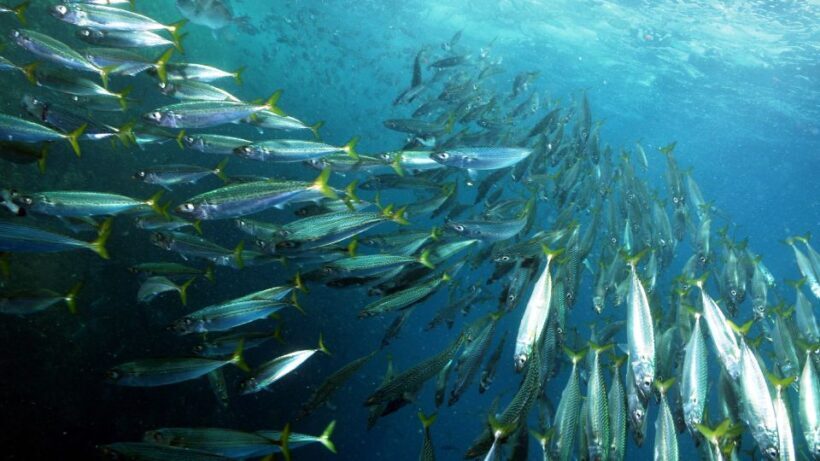 Lisbon: Snorkelling in Sesimbra/Arrábida Natural Park - Starting Point and Meeting Arrangements