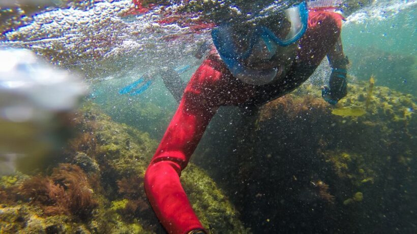 Lisbon: Snorkelling in Sesimbra/Arrábida Natural Park - What You’ll See Underwater
