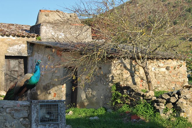 Lisbon Southern Region (Fernão Pó) Wine Tasting Private Tour - Discovering Unique Portuguese Grape Varieties