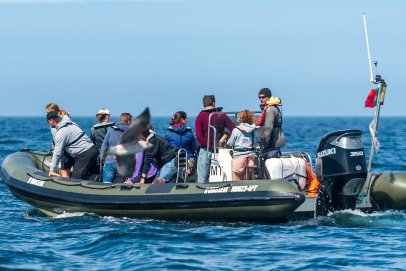 Lisbon: Speedboat Trip to Bugio Lighthouse - Who is This Tour Best For?