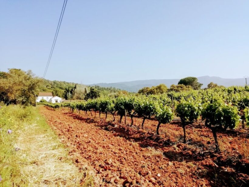 Lisbon: Surf or Bodyboard and Wine Tasting - The Sum Up: Is This Tour Worth It?