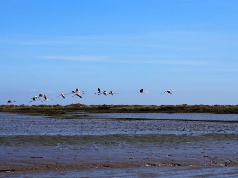 Lisbon: Tagus Estuary Nature Reserve Birdwatching Boat Tour - Who Will Love This Tour?