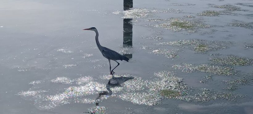 Lisbon: Tagus Estuary Nature Reserve Birdwatching Boat Tour - FAQ