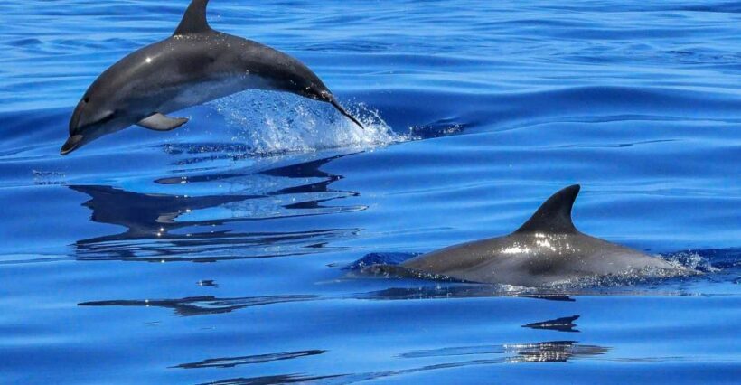 Lisbon: Tagus River Cruise to the Ocean & Dolphin Watching - A Practical Guide to Your Lisbon Dolphin Cruise
