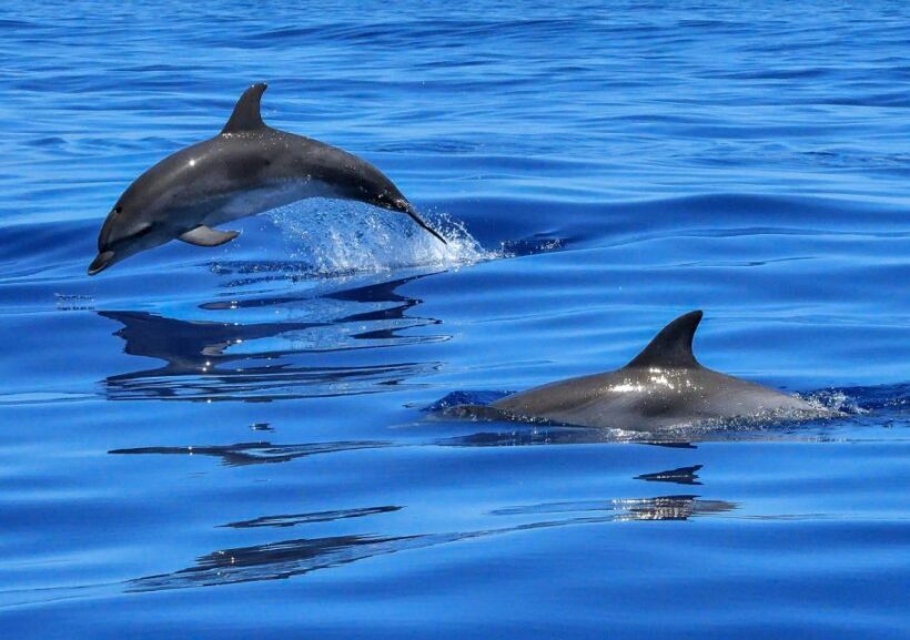 Lisbon: Tagus River Cruise to the Ocean & Dolphin Watching - What Travelers Say: Authentic Experiences