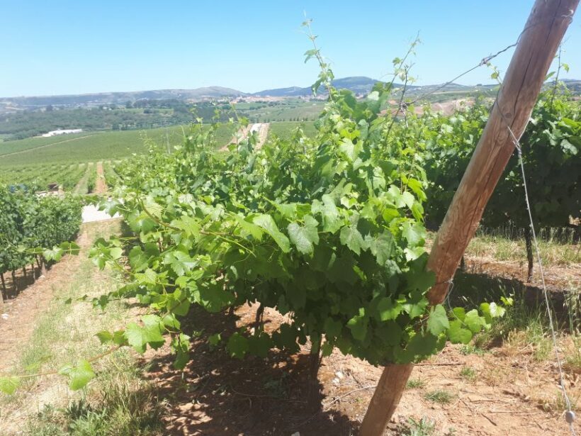 Lisbon Wine Tasting Private Tour - Final Thoughts